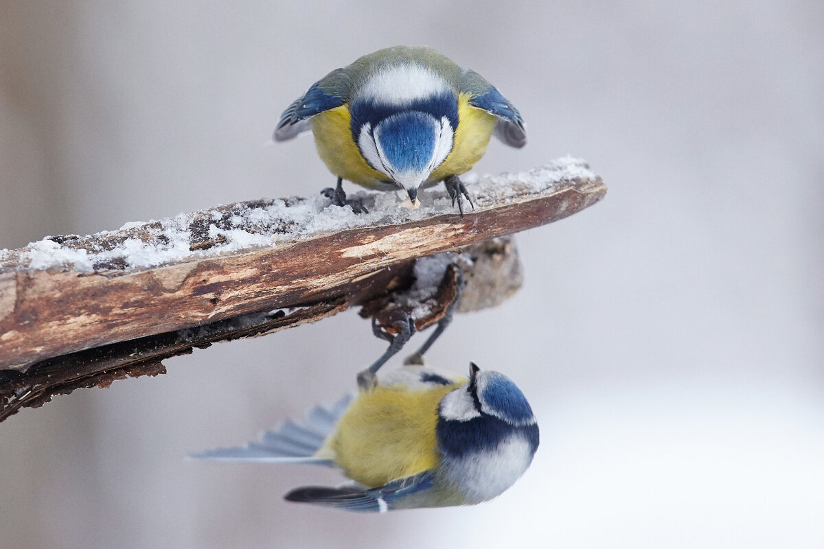 Птички на кормушках | Дикая природа Ленинградской области | Дзен