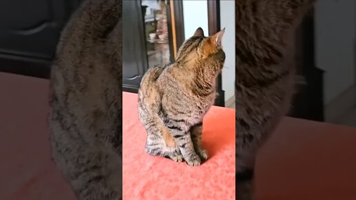 Коль-Ок | Я ГОТОВЛЮ ГРИМАС ШЕЙК! | Дзен