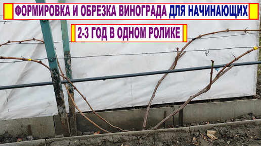 🍇 Не ОБРЕЗАЙ свой куст винограда ВЕНИКОМ! Вот ТАК ПОЭТАПНО ФОРМИРУЕТСЯ ...