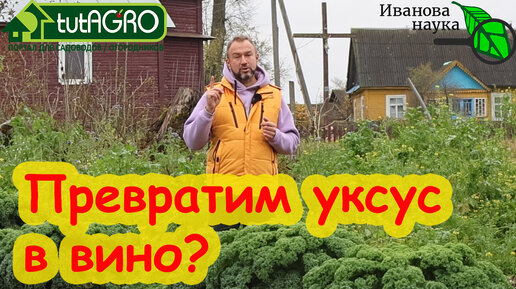 МОЖНО ПРЕВРАТИТЬ УКСУС ОБРАТНО В ВИНО? Почему вино превращается в уксус ...