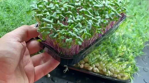 "ОГОРОД Микрозелень" | Микрозелень редиса Чайна Роуз | Дзен