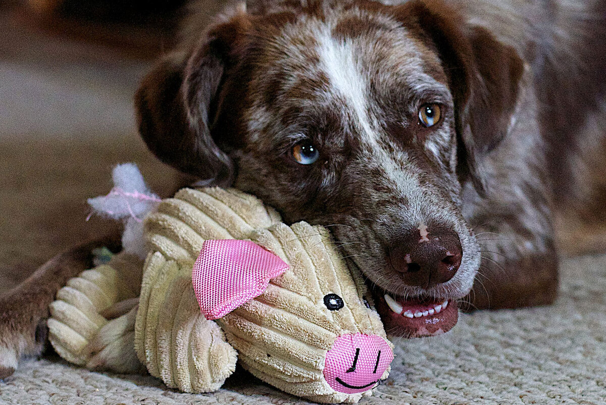 So werden Sie Tierflöhe im Haus schnell los: 7 wirksame Methoden ...