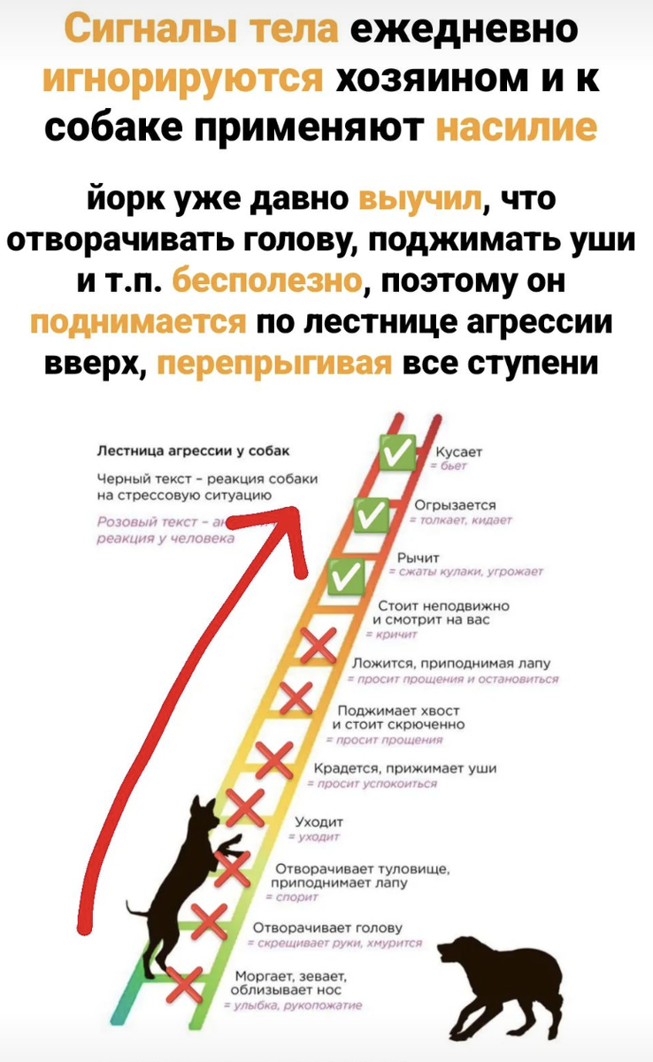 Что такое лестница агрессии у собак и почему не бывает внезапных ...