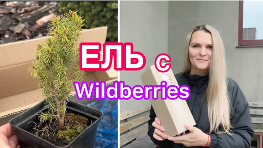 КУПИЛА ЁЛКУ НА ВАЙЛДБЕРИС 🌲 ОБЗОР САЖЕНЦА 🌲 Ель сербская Цукерхут ...