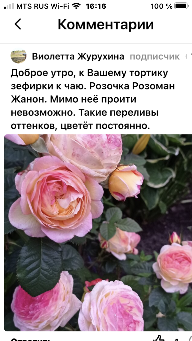 Роза Оливия Роуз нашла свое место в саду? | Цветущий сад Татьяны | Дзен