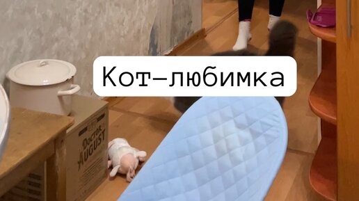 Тошка-Тотошка | Котя- любимка) | Дзен