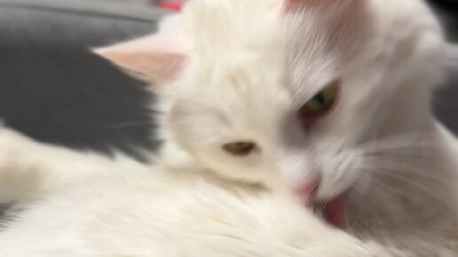 bella.cat | Ролик от 21.11.2023 продолжительностью 6 сек. | Дзен