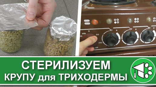 Выращивание триходермы на перловке. Стерилизация крупы. Биопрепараты ...