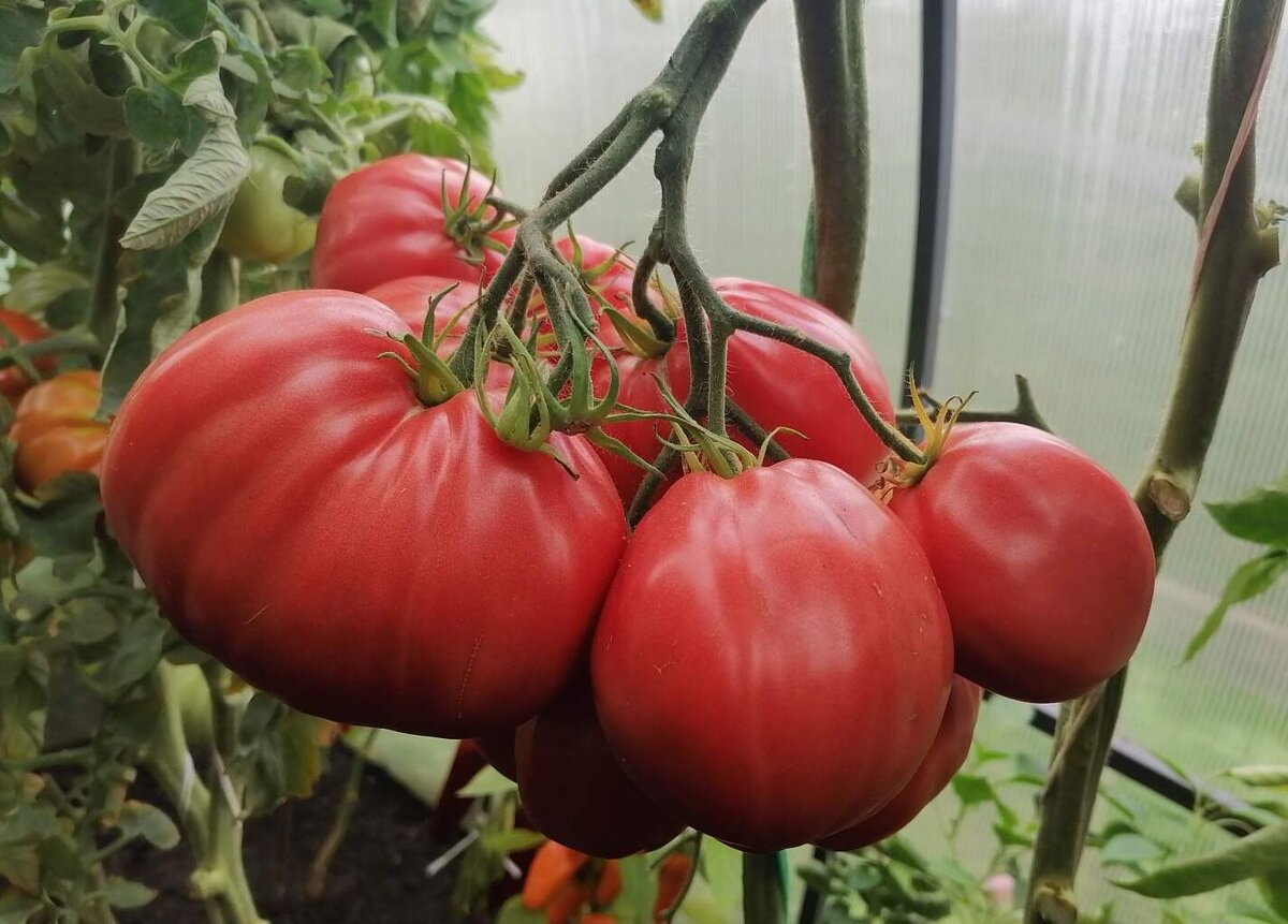 Выбираем томаты для теплицы - лучшие кисетные сорта | Антонов сад ...