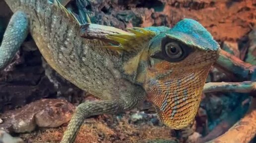 Аквариумы, рыбки и все для них | Акантозавр Натальи Acanthosaura ...