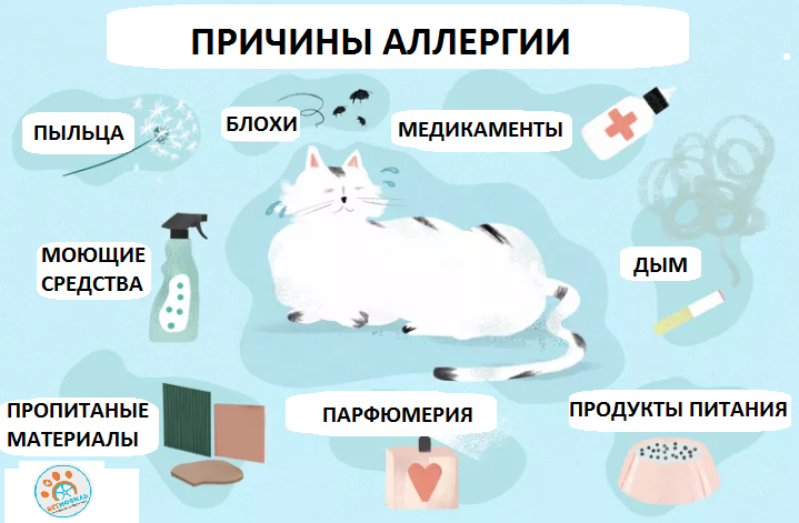 Струпья у кошек - что это и что с этим делать? | ВетМобиль | Дзен