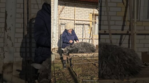 Таня ДНЕВНИК КАЗАЧКИ ПУХОВЫЕ КОЗЫ, ШАЛИ, ПУХОВЫЕ ПЛАТКИ | я вяжу из ...