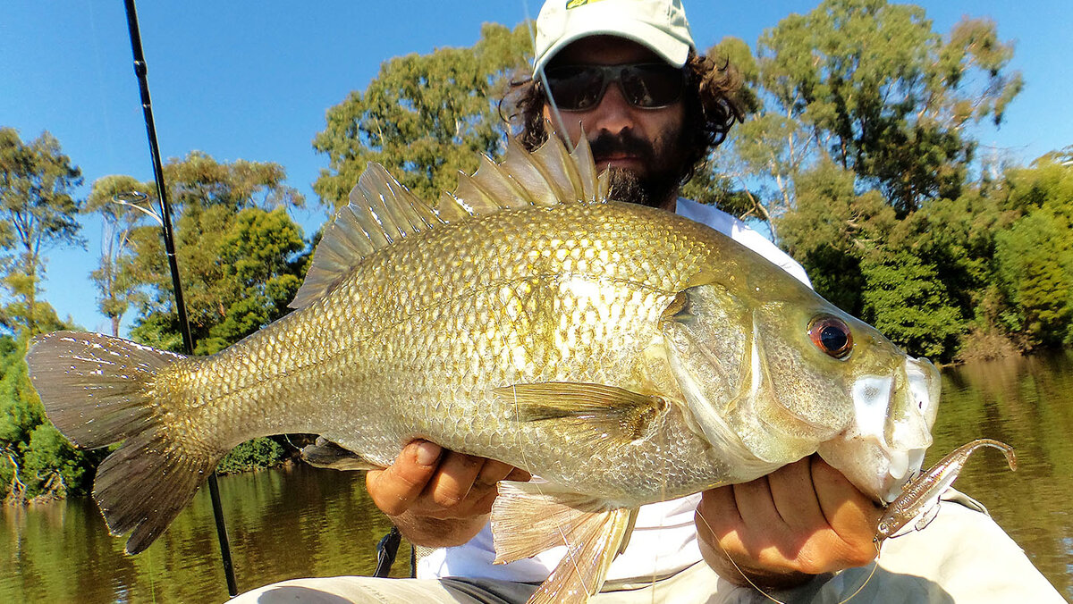 Окунь эстуарный (Macquaria colonorum) или Estuary Perch | GameFishing ...