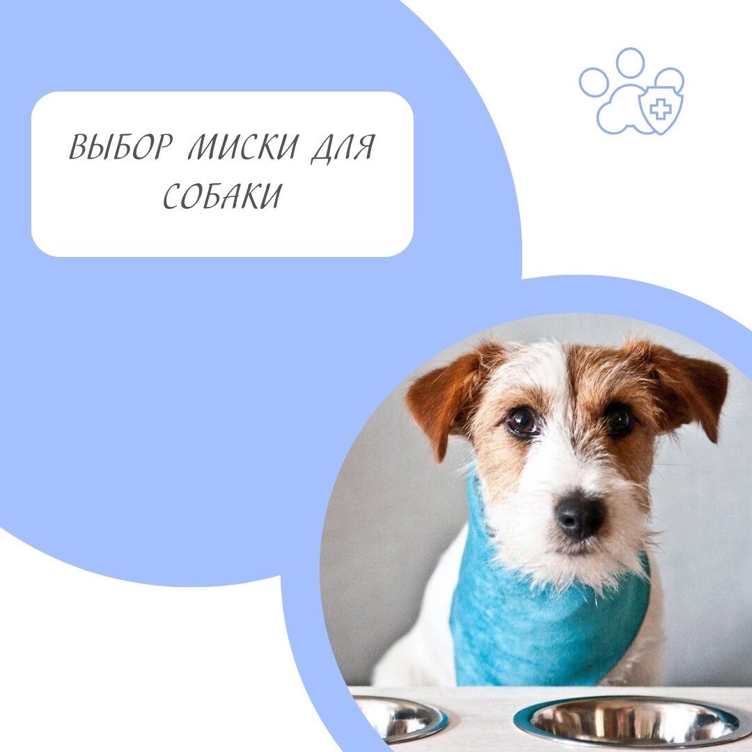 Выбор миски для собаки | ЗооЗабота | Дзен