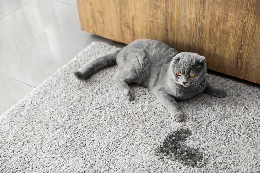 Почему кошки ходят вне лотка? Как убрать запах кошачьей мочи? 3 ...