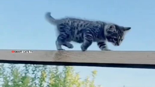 smart_cats_tv | И он решился на этот процесс написать смс 👼☀️👑🐈‍⬛💖🐈🙏 #love #catslove | Дзен