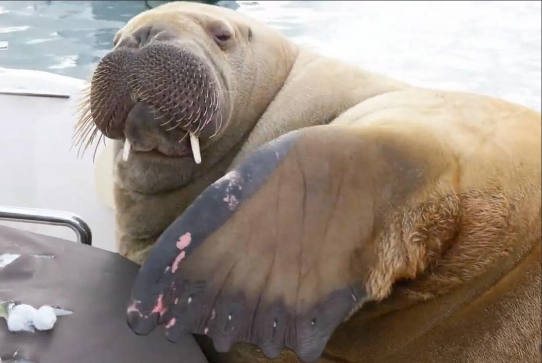 На борту российского самолета умирал человек, но Норвегия запретила ...