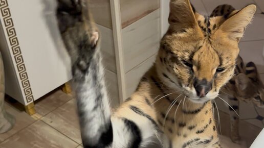 London-big-cat | битва с расческой | Дзен