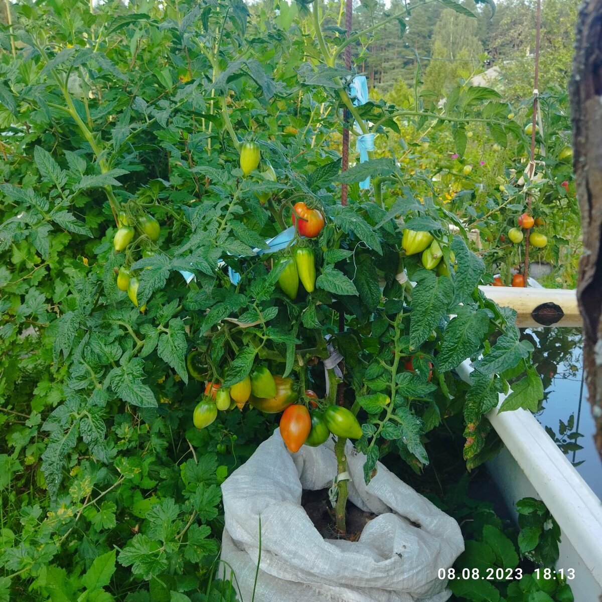 Теория и моя практика про томаты-гномы, помидоры из Dwarf Tomato ...
