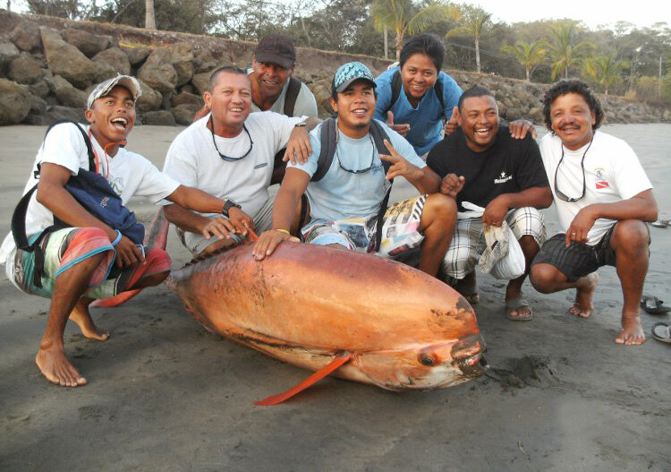 Луварь (Luvarus imperialis) или Louvar | GameFishing – Трофейная ...