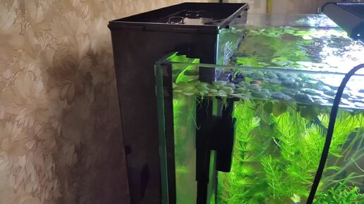 Дождались! Лучший фильтр для аквариума Atman Q7-L | Аквариум СПБ | Дзен