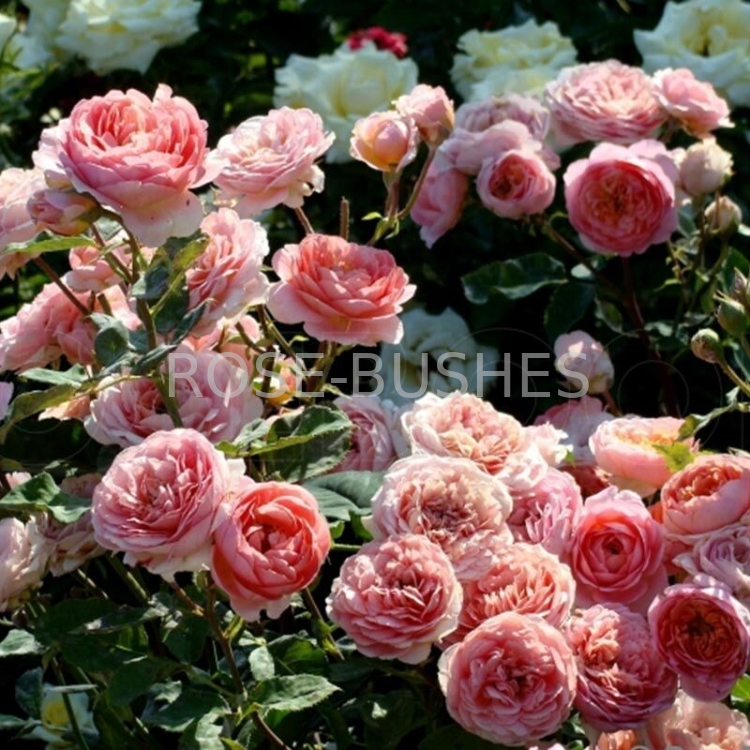 Саженцы роз изумительно-прекрасных расцветок! | Ксения Rosebushes | Дзен