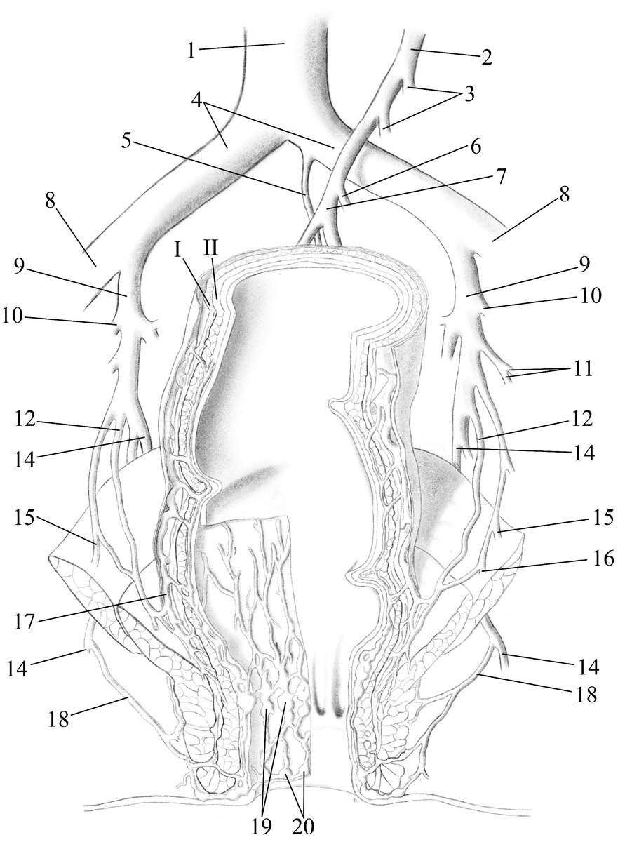 🔍🔬 СТРОЕНИЕ ПРЯМОЙ КИШКИ: Удивительные Факты и Неожиданные Открытия! 🌟💡 ...