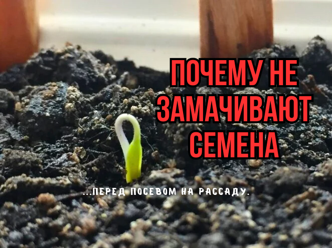 Вот почему я перестала замачивать семена томатов перед посадкой на ...