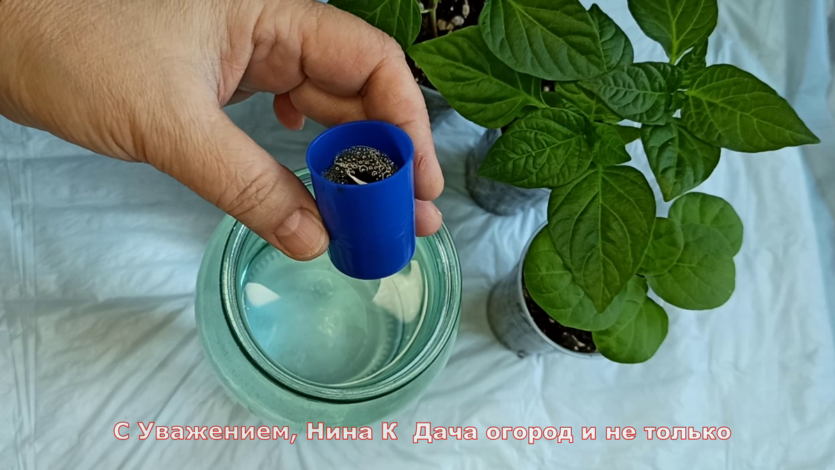 Добрая сила для рассады! После такой подкормки Рассада будет крепкой ...