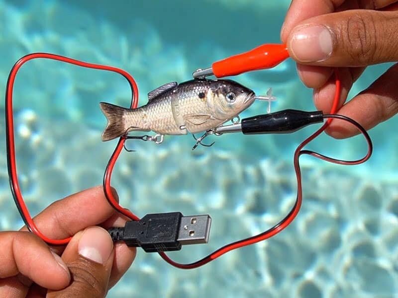 robo bait