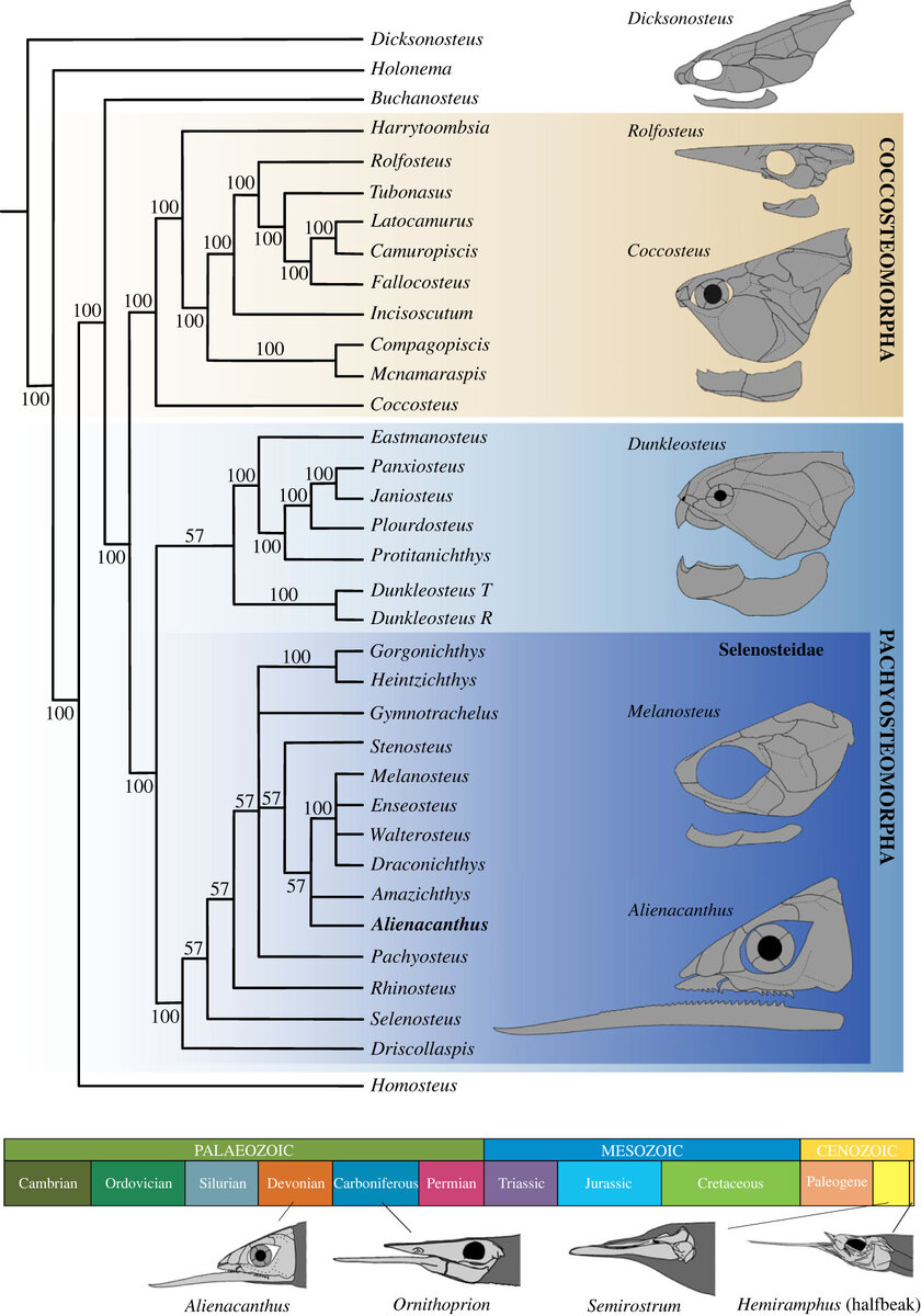 Алиенакант (Alienacanthus malkowskii) – рыба с самой длинной нижней ...
