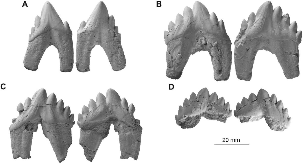 Описан новый род и вид китов из позднего олигоцена Новой Зеландии ...
