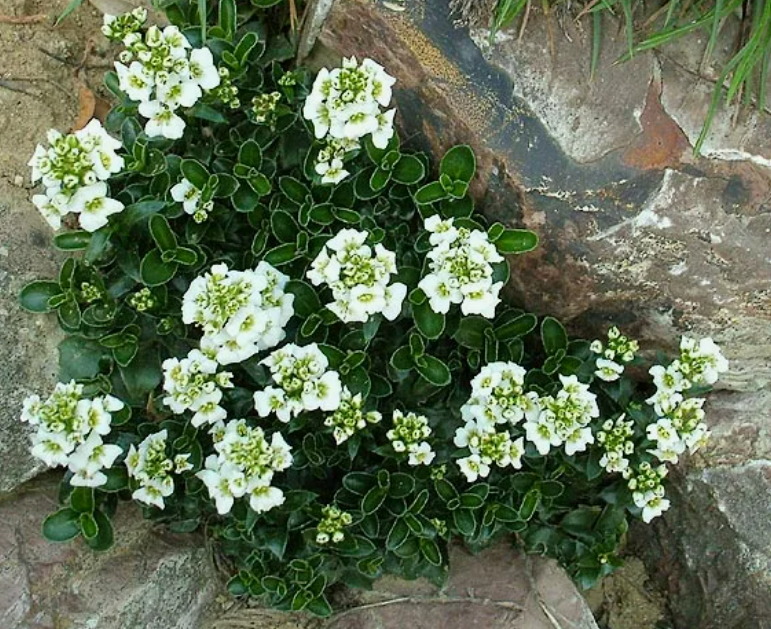 Арабис, проще простого. Но исключения есть всегда | Живая, Зеленая ...