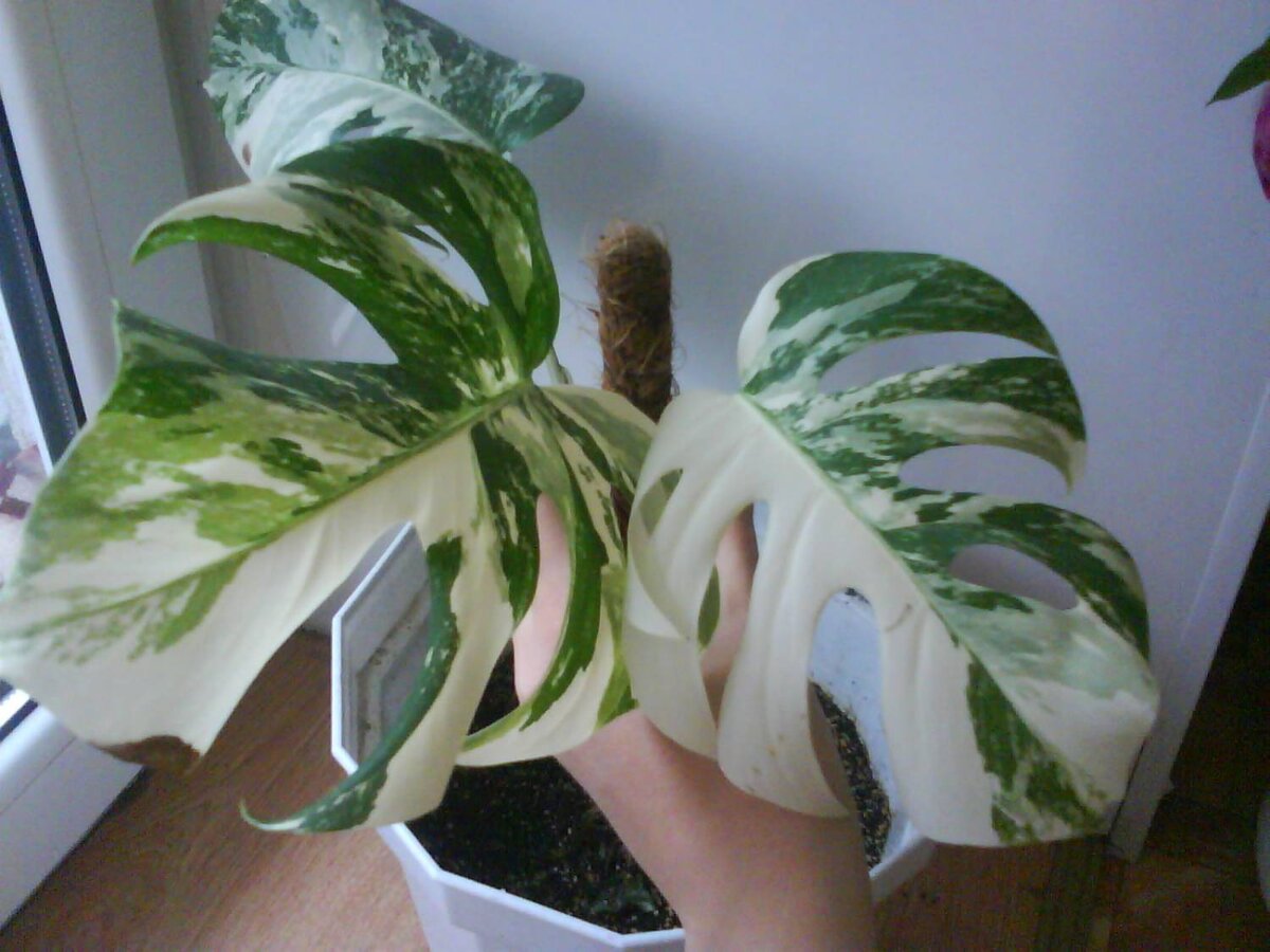 ¡Es imposible pasar esta instalación! Una de las variedades Monstera ...