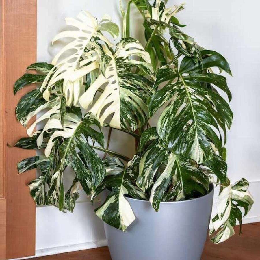 ¡Es imposible pasar esta instalación! Una de las variedades Monstera ...