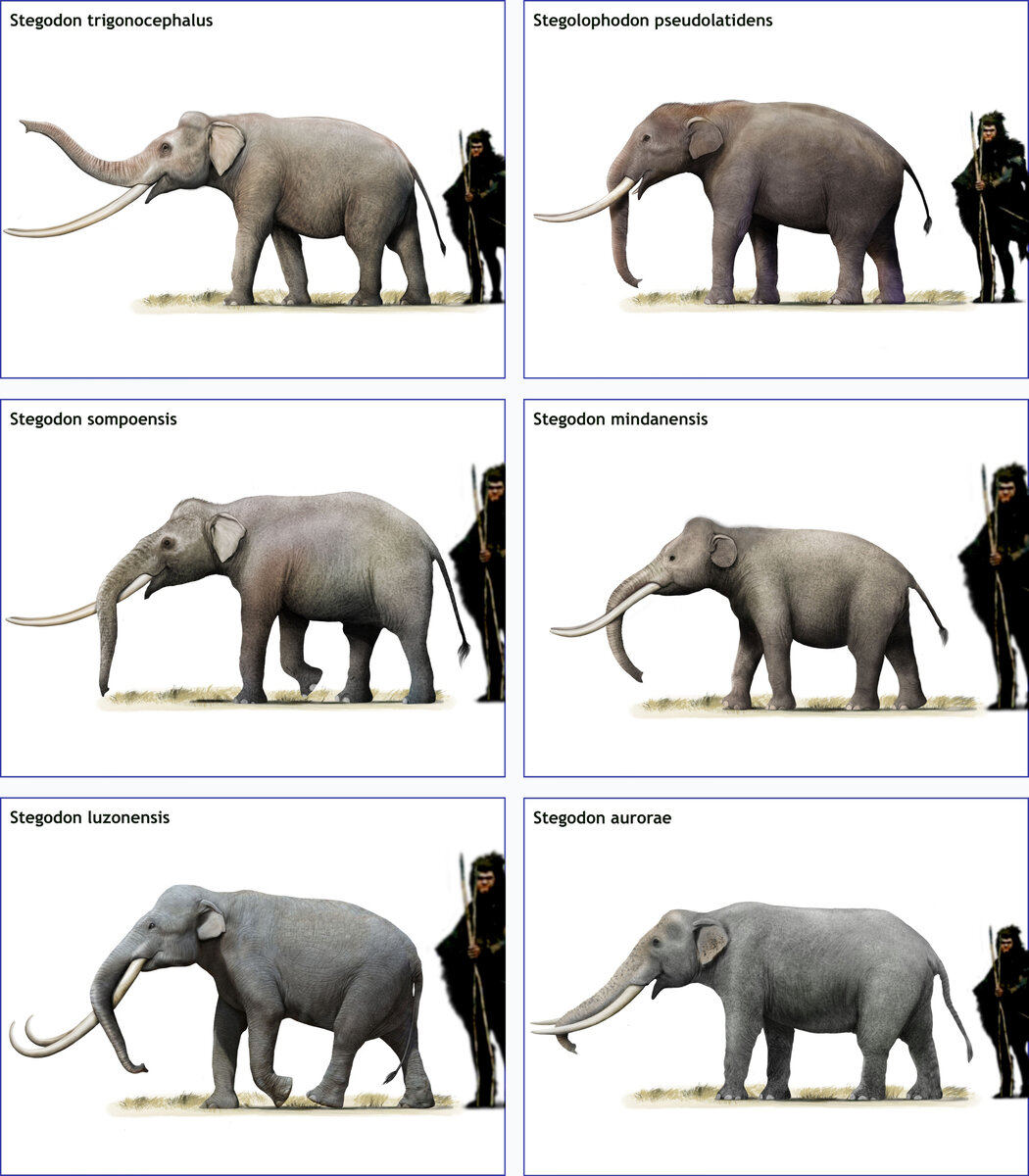 Стегодоны (Stegodon) – огромные братья слонам и мамонтам. | Paleo-end ...