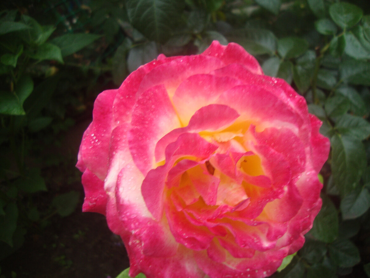 Самая стойкая, неприхотливая роза в моём саду! Да ещё и красотка. Само ...