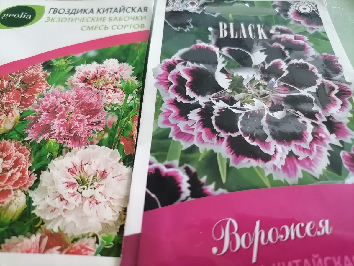 Какие цветы сею на рассаду в апреле уДачный выбор Дзен