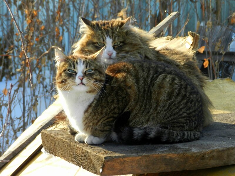 🐱 Март закончился только на календаре, а не у кошек. Мартовские приколы ...