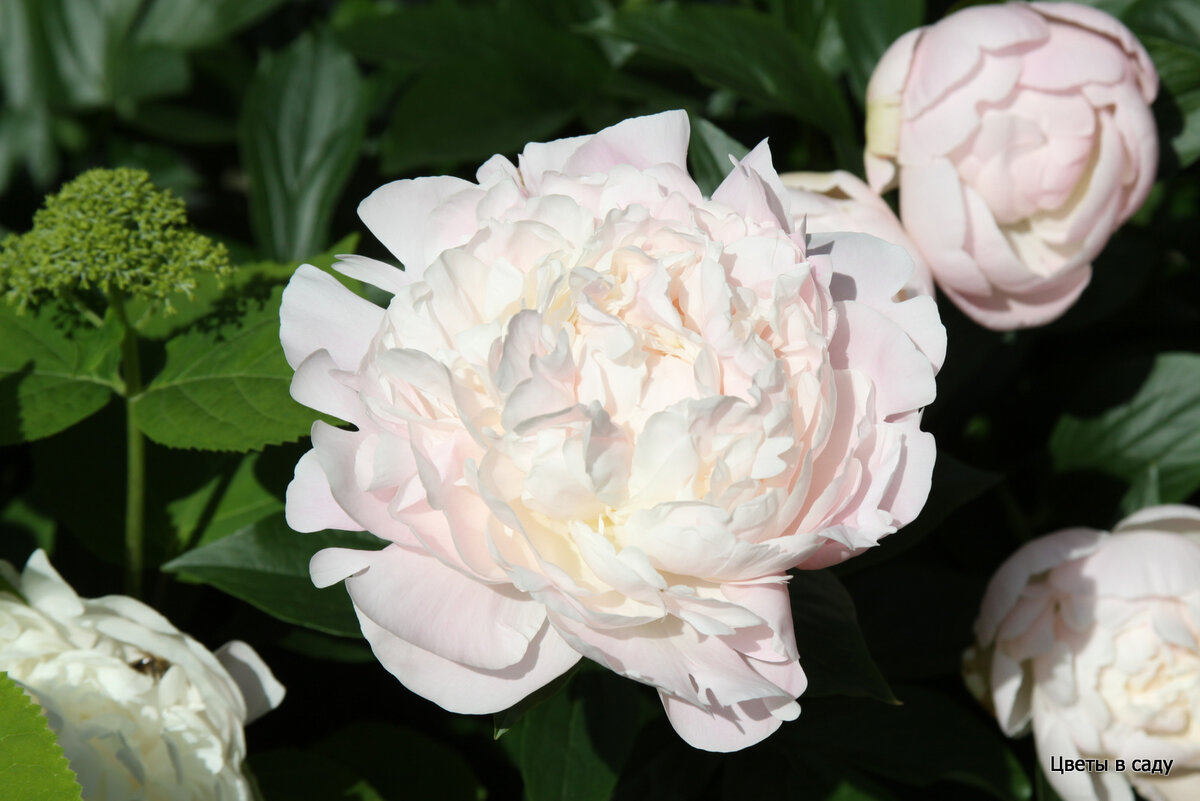 Пять устойчивых и декоративных махровых пионов для создания белого ...