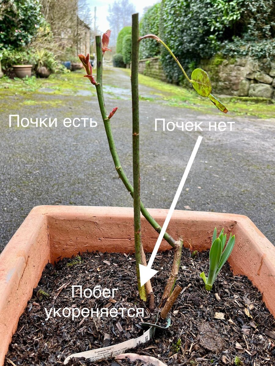 Три вопроса про розы: Как реанимировать? Почему не растут почки? Что ...
