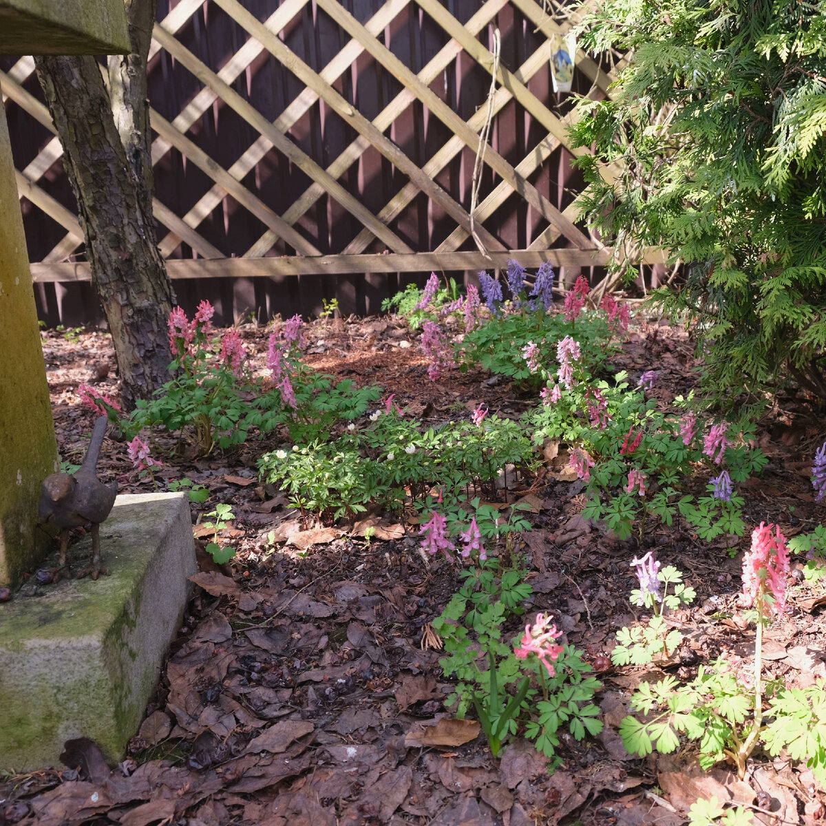 Садовый дневник прострелы примулы нарциссы и другое Ботанические приключения Дзен