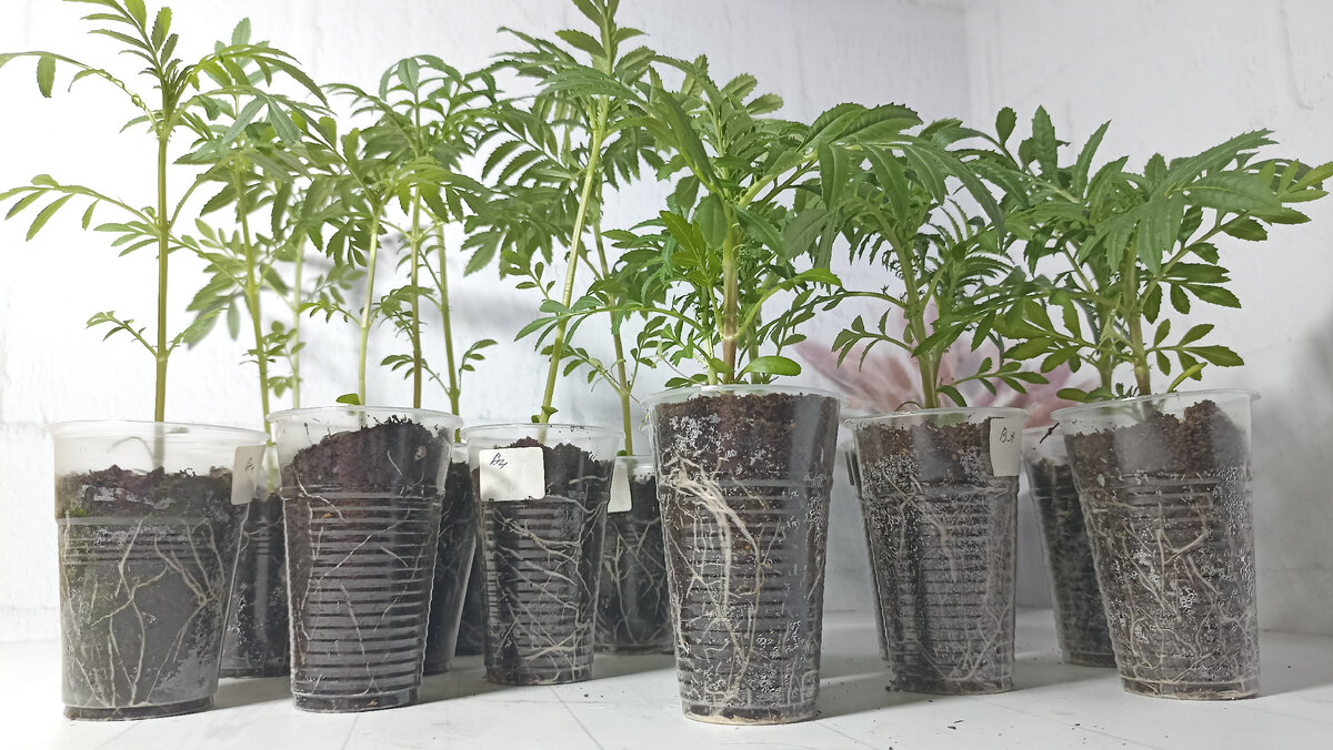 Почему люблю выращивать рассаду бархатцев, хотя к самим цветам ...