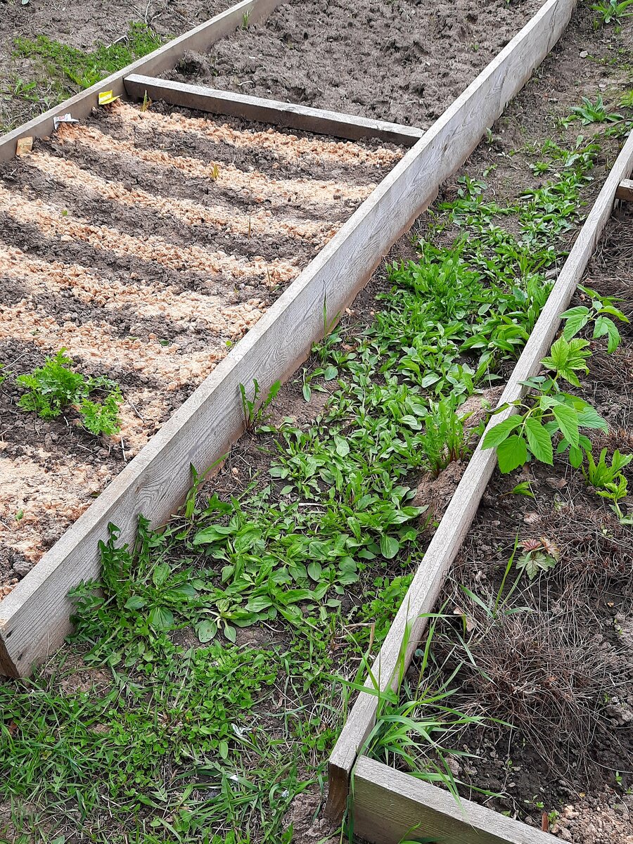 Вечно зарастающие дорожки между грядок: в поисках выхода | Дача🌿 в ...