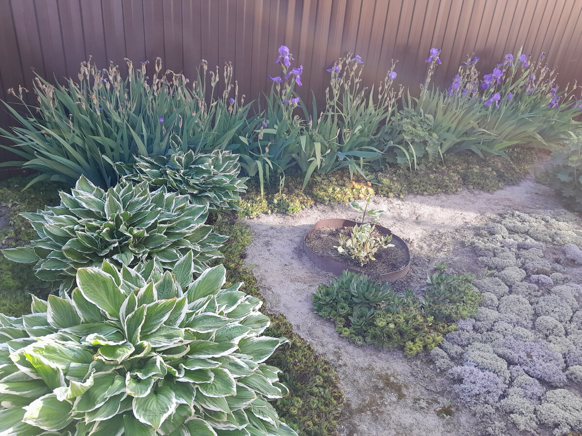 Какой может вырасти каменная роза? | Цветущий мир | Дзен