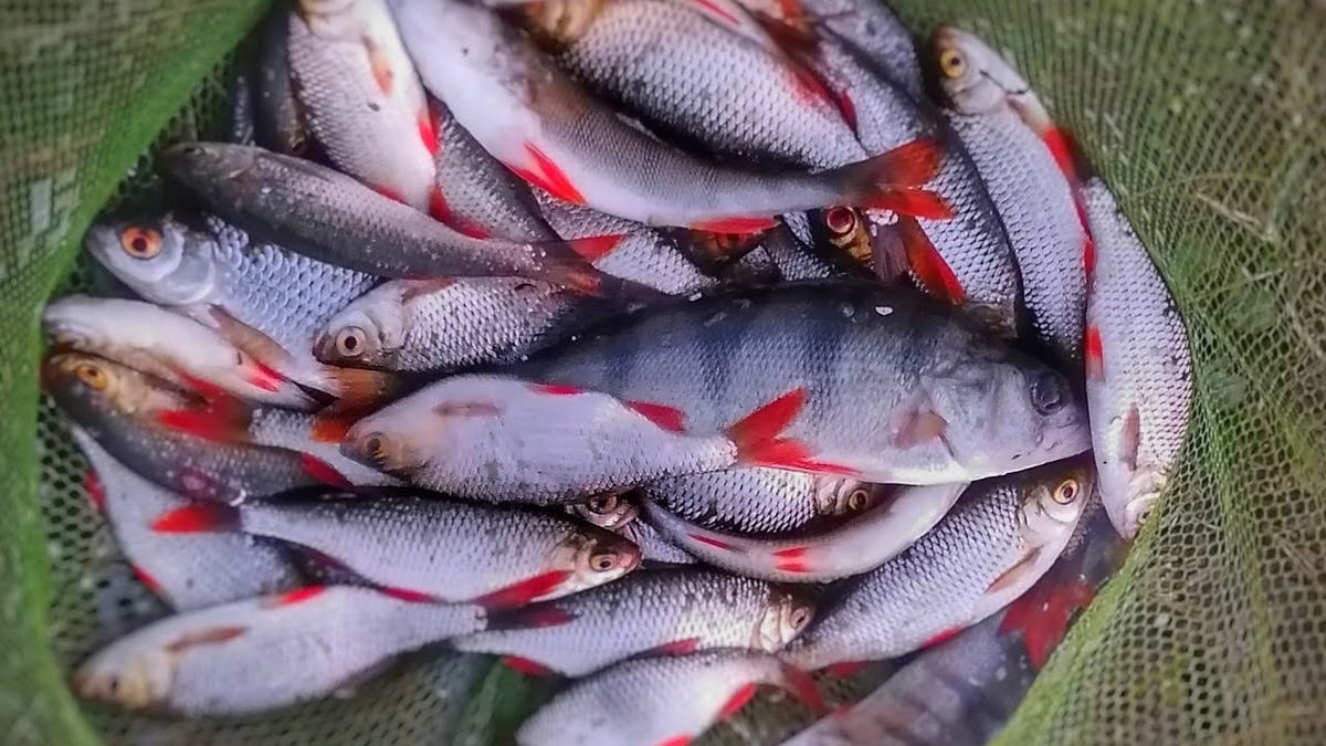 Ловля плотвы на мормышку: техника и снасти | РЫБАЛКА ДЛЯ ДУШИ | Дзен
