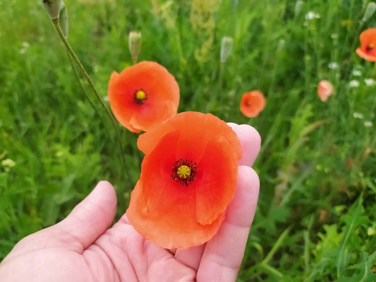 Нам можно любоваться только на дикий мак | ДЕРЕВНЯ В ГОРОДЕ. | Дзен