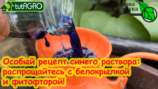 СИНИЙ РАСТВОР от БЕЛОКРЫЛКИ, ФИТОФТОРЫ ТОМАТА и ЖЕЛТЫХ ЛИСТЬЕВ ОГУРЦА ...
