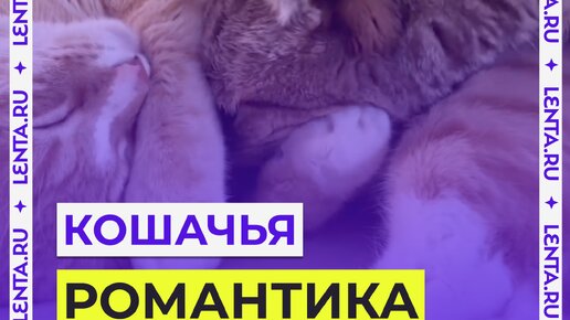 Lenta.ru | Мы или не мы? | Дзен