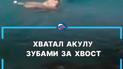 RuNews24.ru | Хватал акулу зубами за хвост | Дзен